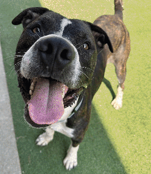 Meet Strike | Friends of the Cuyahoga County Animal Shelter